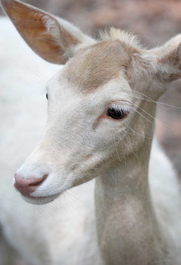 White Red Deer Searching for the Food in the Forest Stock Image - Image ...