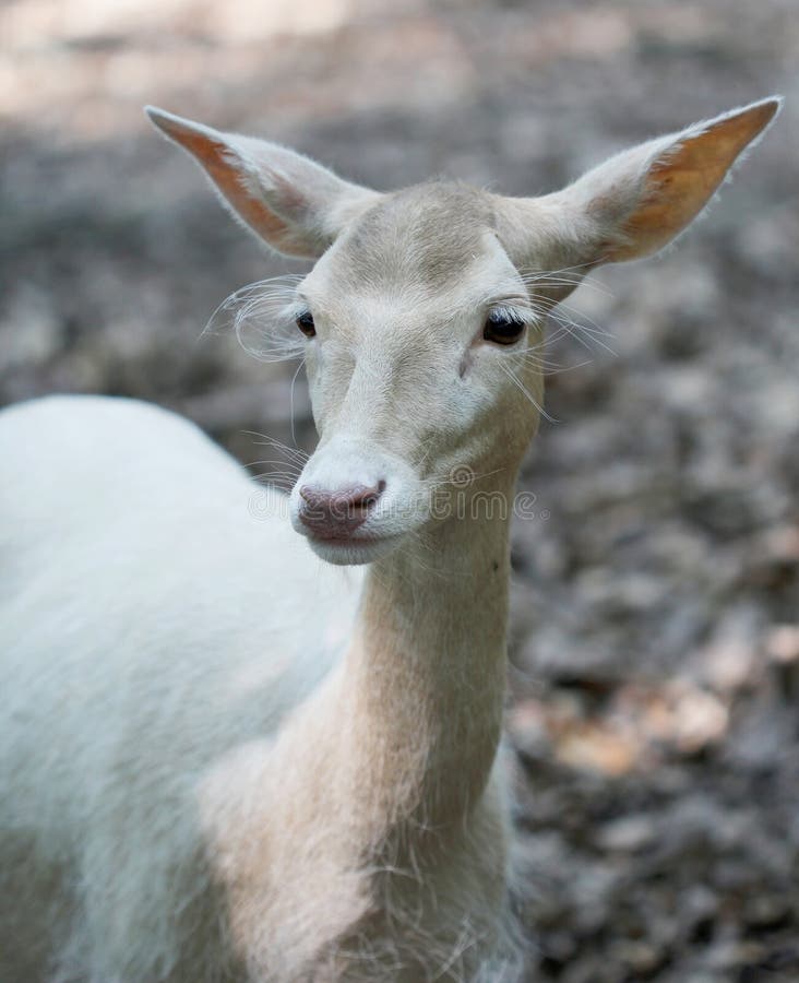 Cute White Red Deer Close Up Portrait Stock Photo - Image of white ...