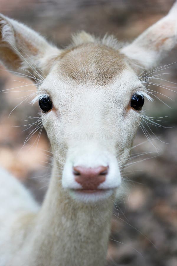 Cute White Red Deer Close Up Portrait Stock Photo - Image of pink, face ...