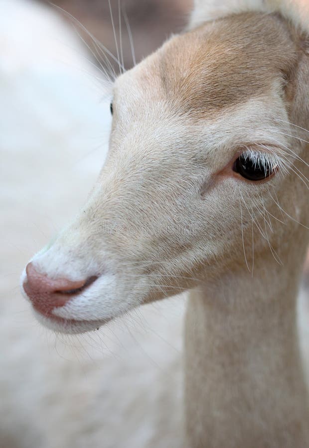 Cute White Red Deer Close Up Portrait Stock Photo - Image of deer, nose ...