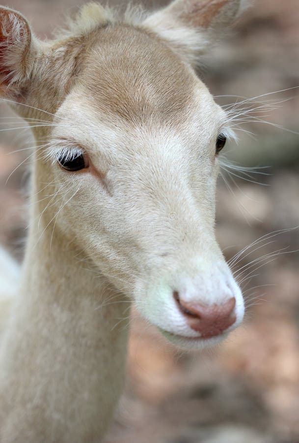 Cute White Red Deer Close Up Portrait Stock Image - Image of portrait ...