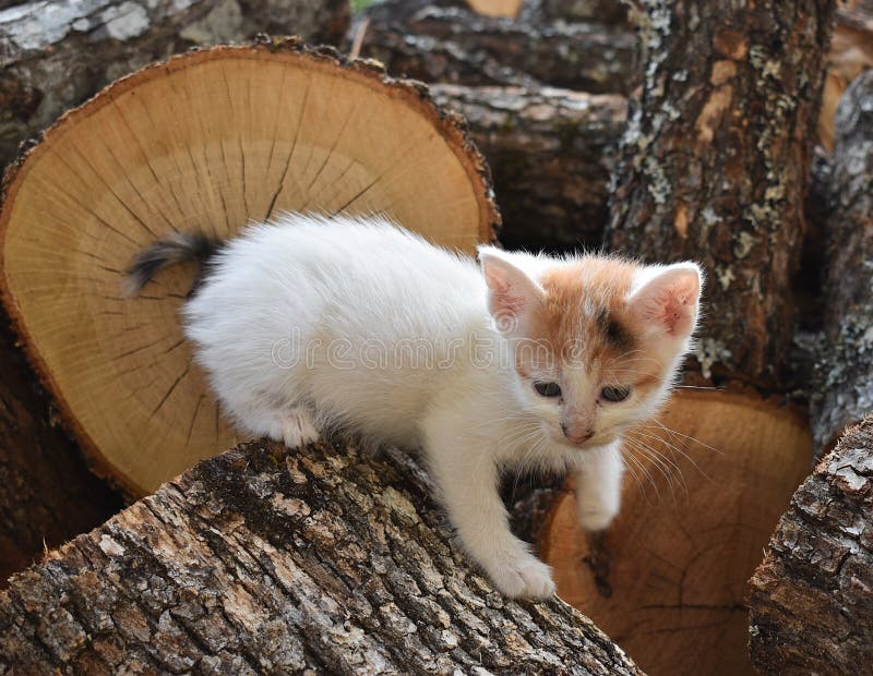 Cute white and red kitten stock image. Image of animals - 238572345