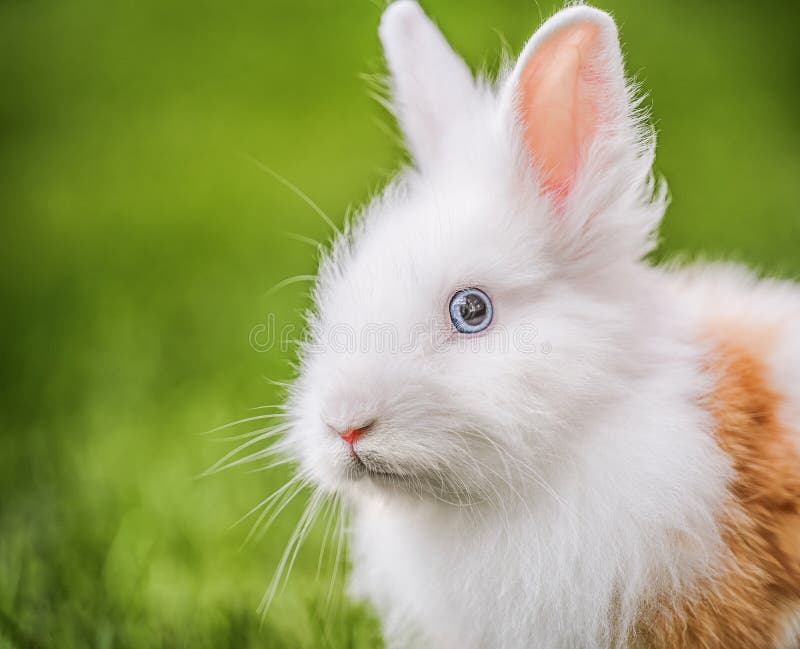 Cute White and Red Rabbit Outdoors. Easter Bunny. Stock Photo - Image ...