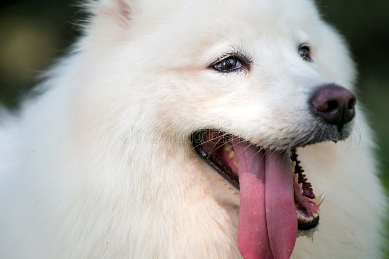 Cute White Samoyed Under Sunshine Stock Image - Image of love, animal ...