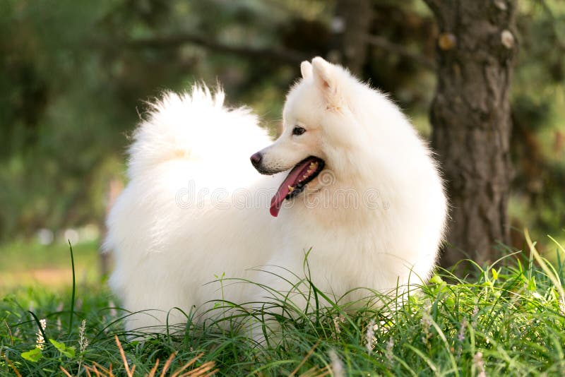 Cute White Samoyed Under Sunshine Stock Photo - Image of sunshine ...