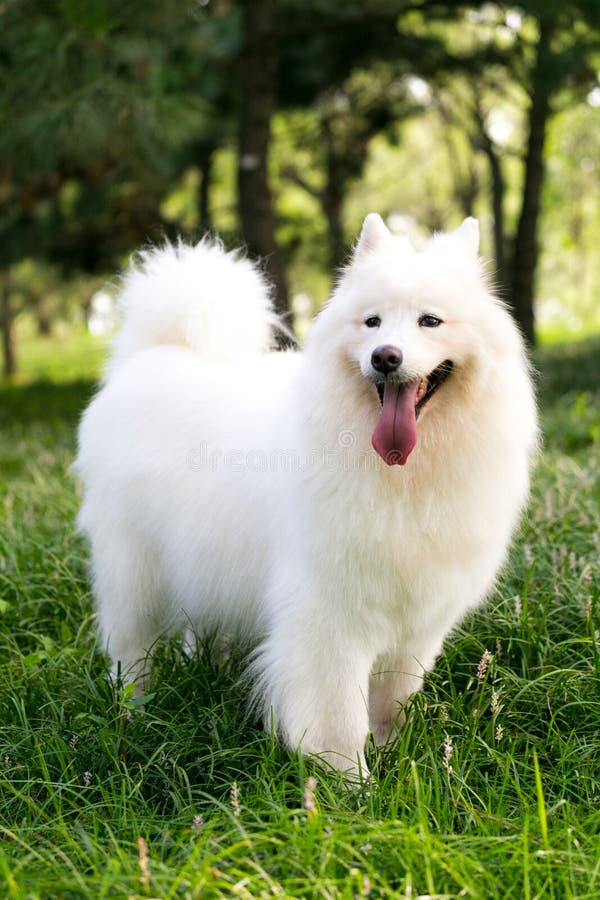 Cute White Samoyed Under Sunshine Stock Photo - Image of carnivoran ...