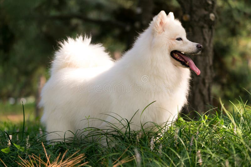 Cute White Samoyed Under Sunshine Stock Photo - Image of mammal ...