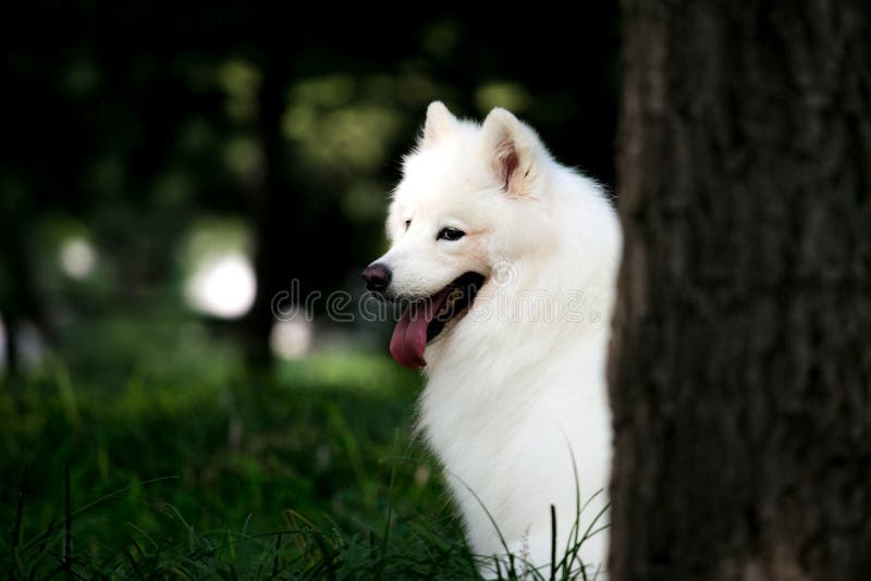 Cute White Samoyed Under Sunshine Stock Image - Image of samoyed, spitz ...