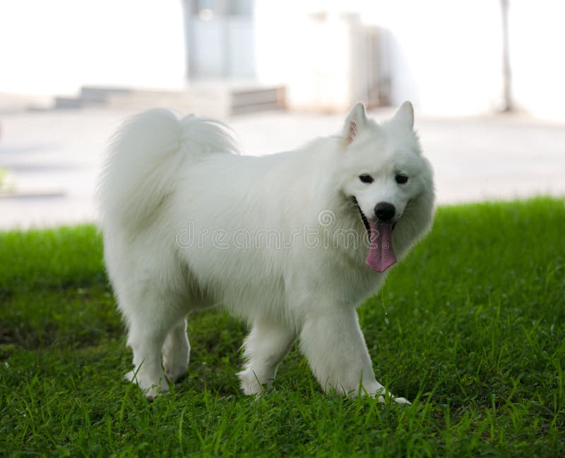 Cute White Samoyed Under Sunshine Stock Image - Image of love, animal ...