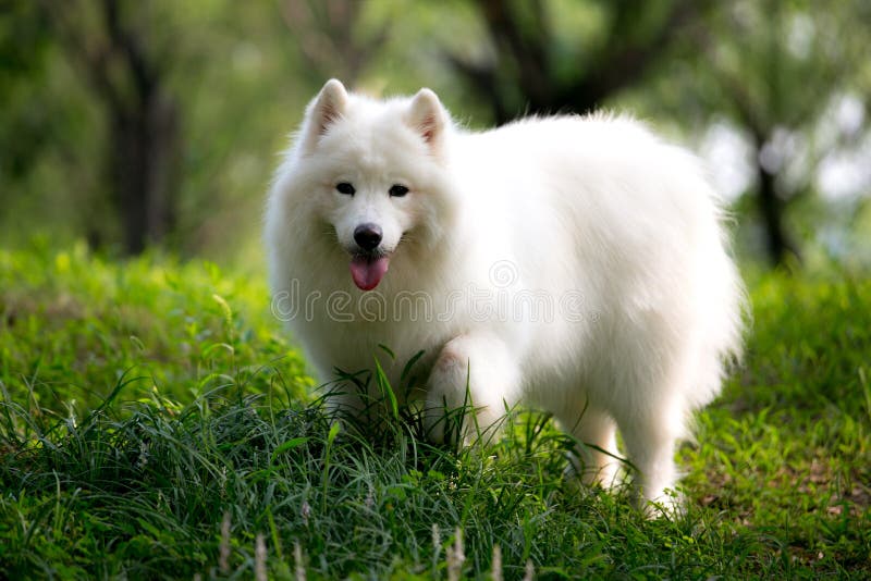Cute White Samoyed Under Sunshine Stock Photo - Image of animal, grass ...