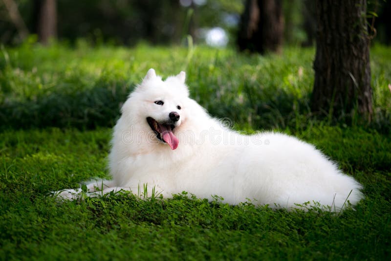 Cute White Samoyed Under Sunshine Stock Photo - Image of animal, grass ...