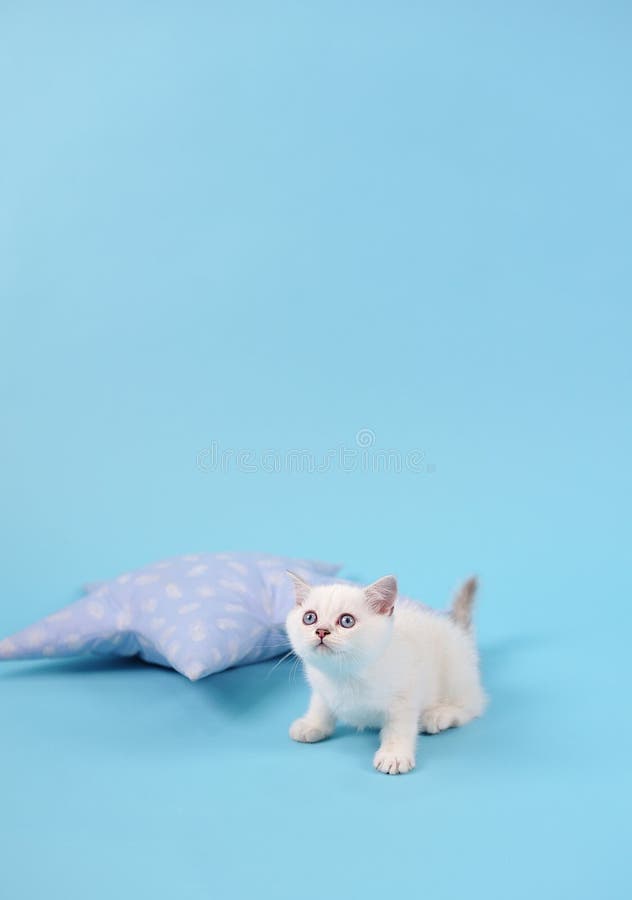 Cute White Scared Kitten on a Blue Background with Copy Space, Studio ...