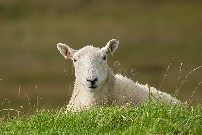 Cute White Sheep Laying on the Green Grass Stock Image - Image of ...