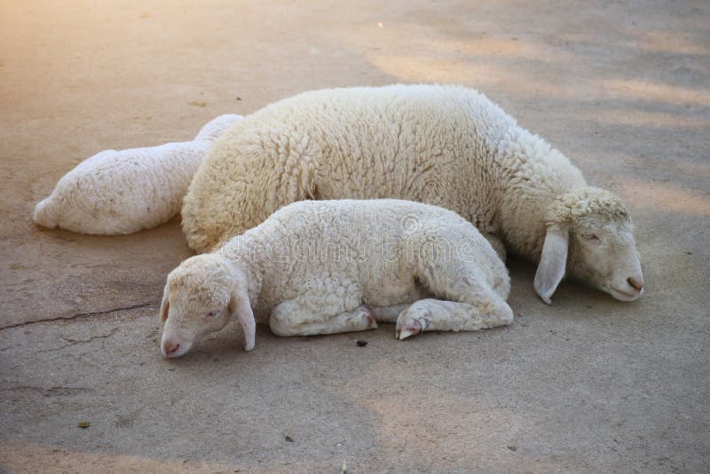3 Cute White Sheep Lying on the Outdoor Cement Floor Stock Photo ...
