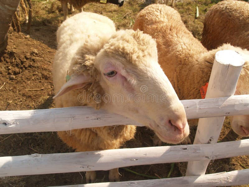 Cute White Sheep Stand in the Stall Stock Photo - Image of farm ...