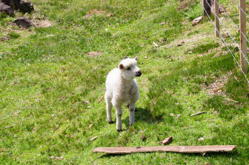 Cute White Sheep Walking in a Greenfield Stock Image - Image of field ...