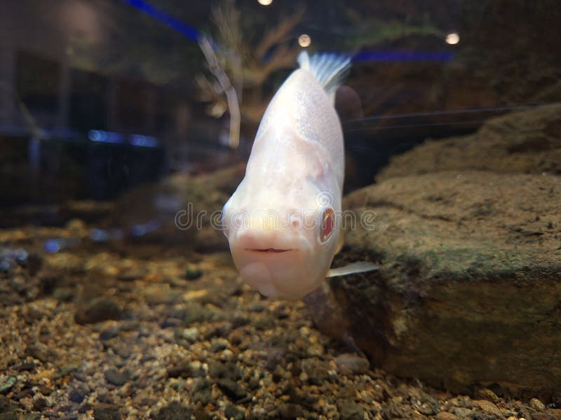 A cute white smiling fish stock image. Image of fishs - 292796247