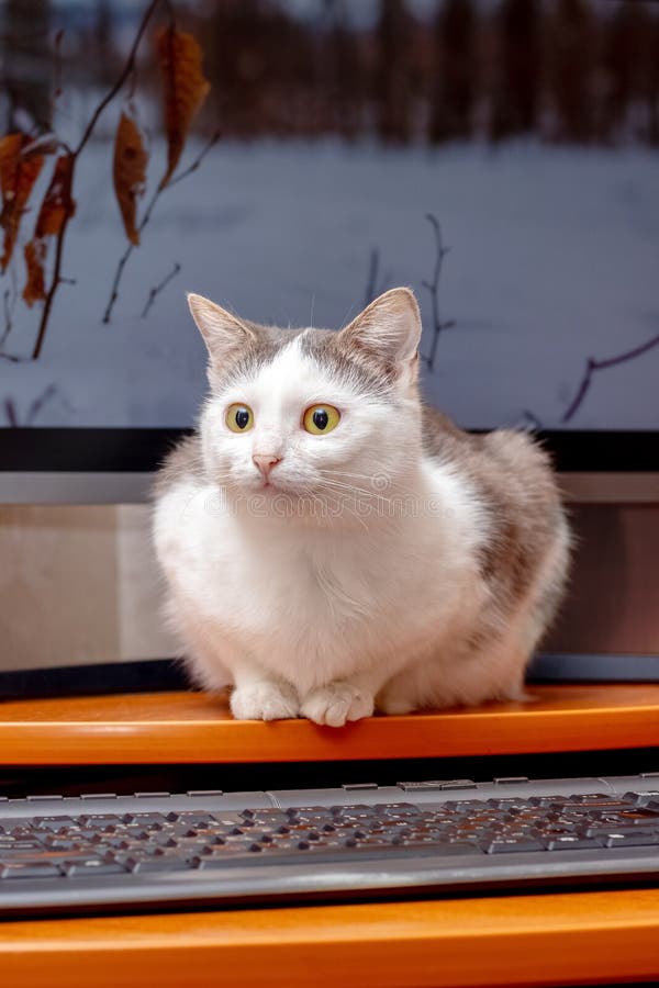 Cute White Spotted Cat Sitting Near the Computer Stock Image - Image of ...