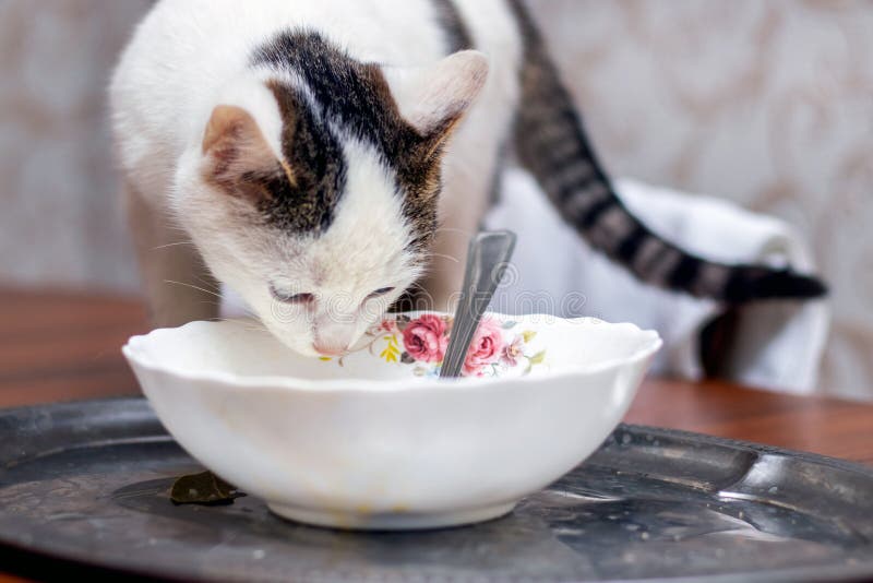 A Cute White Spotted Cat is Sneakily Eating Something from a Plate in ...
