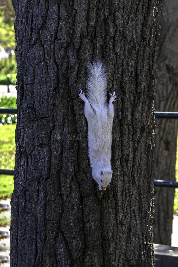 A Cute White Squirrel Close-up Eating a Nut. Selective Focus Stock ...