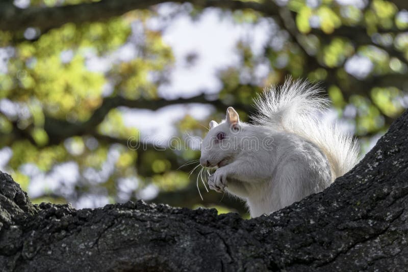 A Cute White Squirrel Close-up Eating a Nut. Selective Focus Stock ...