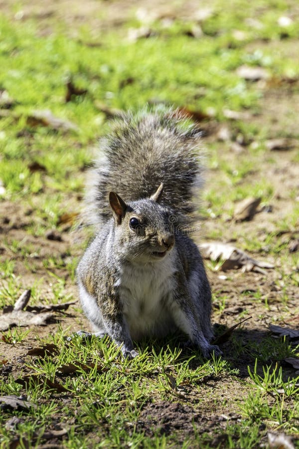 A Cute White Squirrel Close-up Eating a Nut. Selective Focus Stock ...