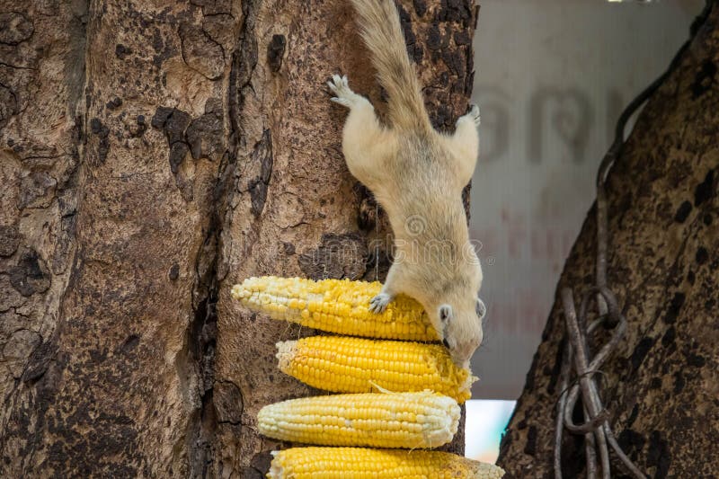 Cute White Squirrel Eating Corn on the Tree Stock Photo - Image of ...