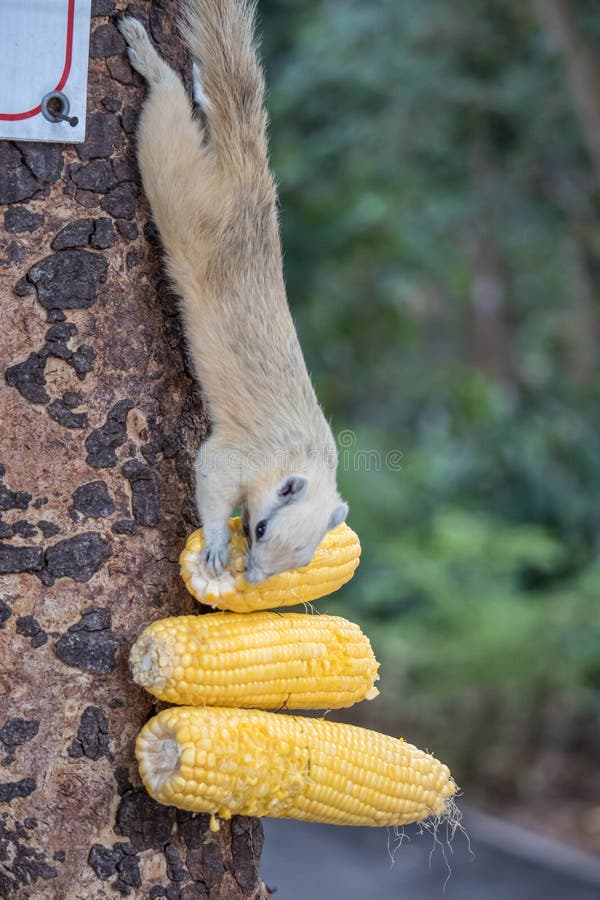 Cute White Squirrel Eating Corn on the Tree Stock Photo - Image of ...