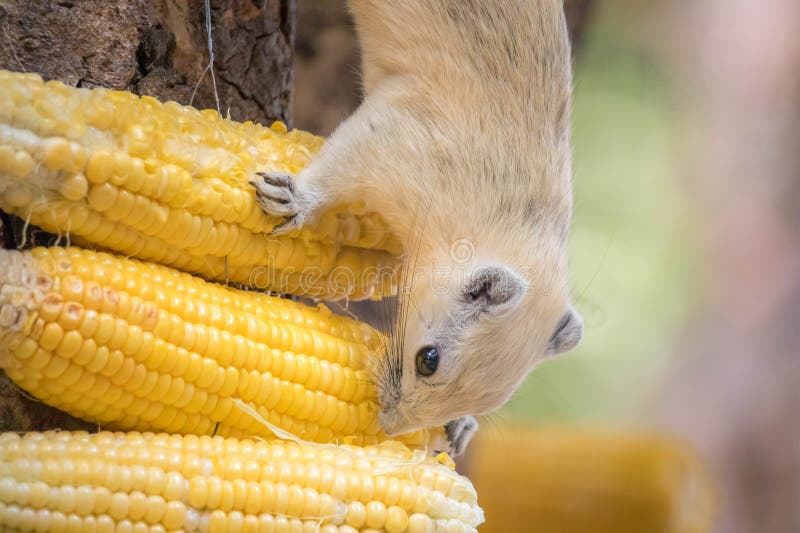 Cute White Squirrel Eating Corn on the Tree Stock Image - Image of ...