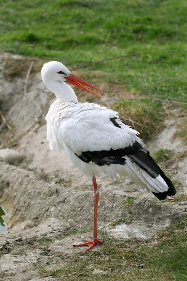 The Cute White Stork Close Up Portrait Stock Photo - Image of black ...