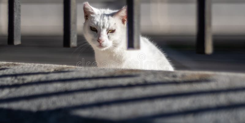 Cute White Stray Cat Looking through Grid in the Streets of Malaga ...