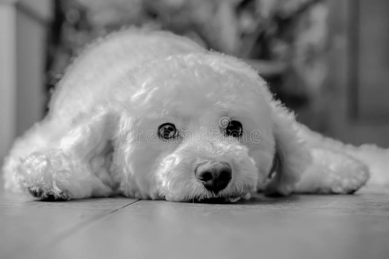 Cute White Toy Poodle Face in Close Up. Stock Photo - Image of lovely ...