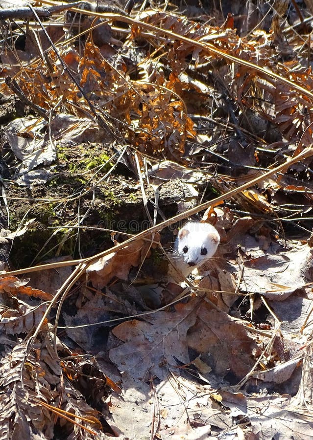 A White Weasel in a Spring Forest Looking from Under the Log Stock ...
