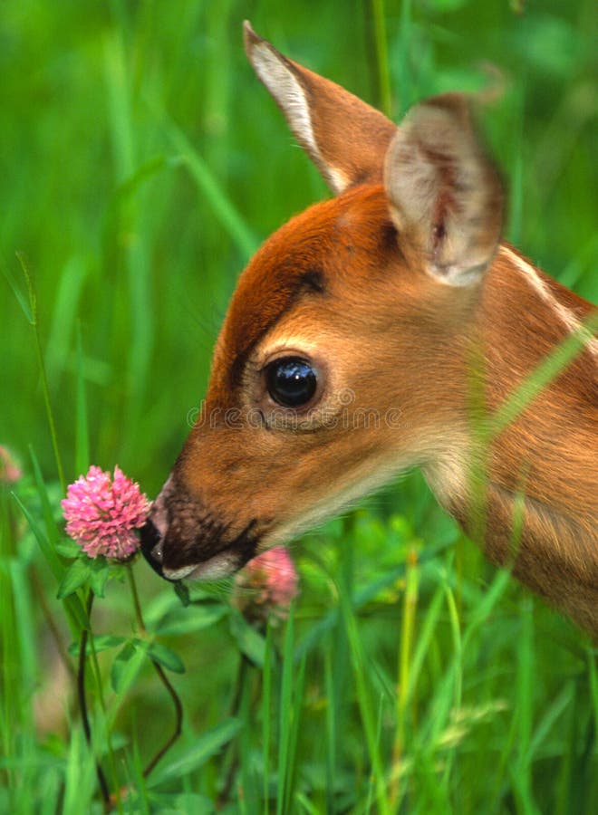 Cute Whitetail fawn stock photo. Image of fawn, deer - 10000932