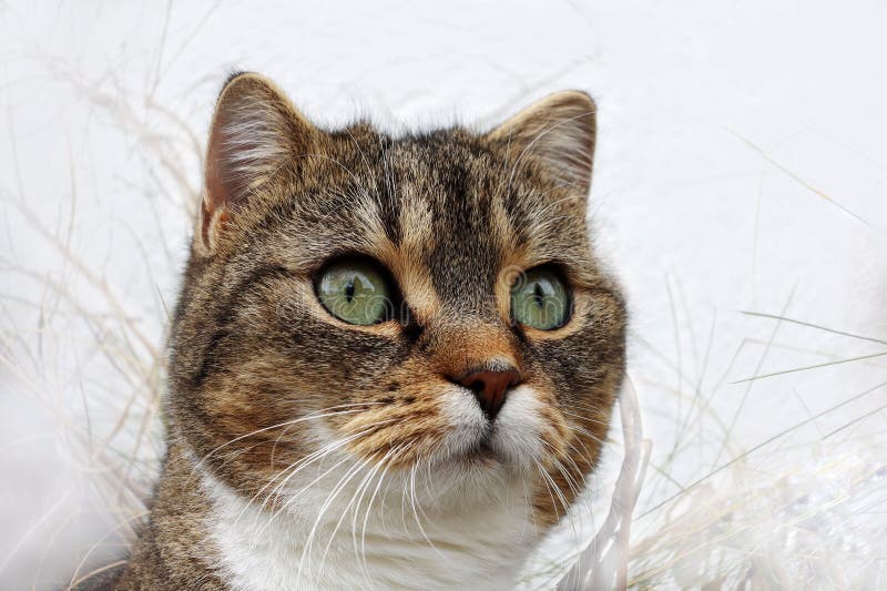 Cute Wide-angle Shot of the Pretty Face of a Young Cat Stock Image ...