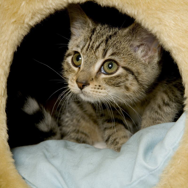 Istockphoto Stock Photos - Free & Royalty-Free Stock Photos from Dreamstime