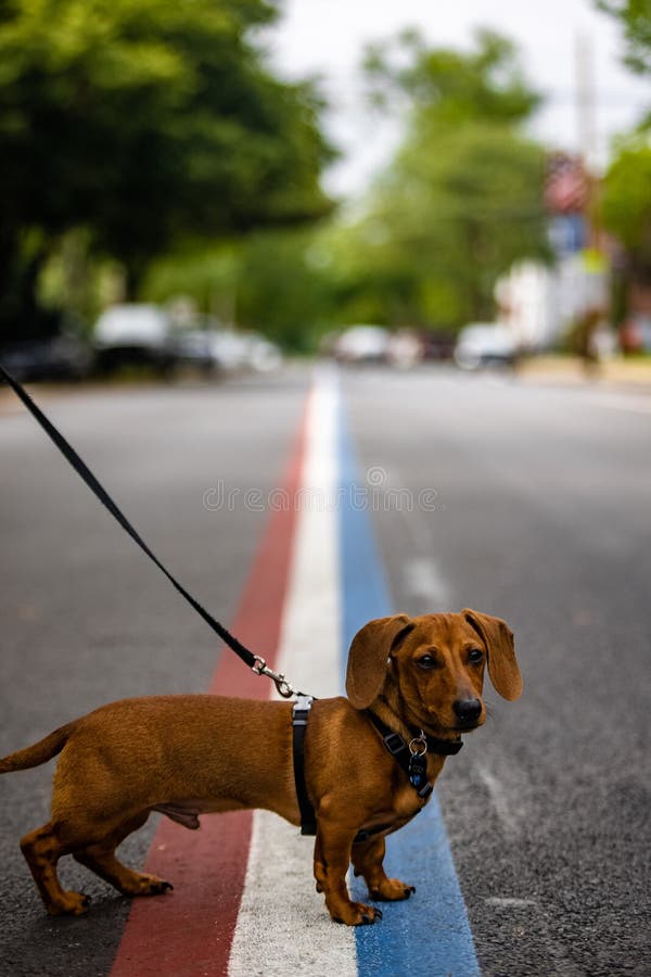 Cute Wiener Dog on a Walk Outdoor Stock Photo - Image of animal, bodied ...