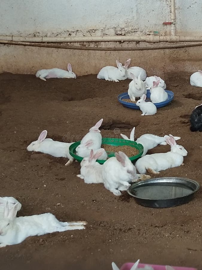 Cute Wild Animals. Sleeping Rabbits. Bunny Stock Photo - Image of ...