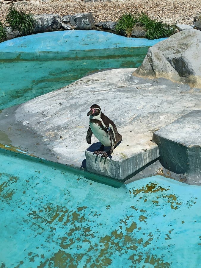 Cute and Wild Animals in the Zoo Stock Photo - Image of mammals, focus ...