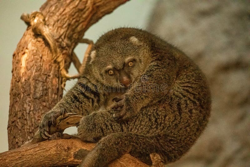 Cute Wild Bear Cuscus Aulirops Ursinus Arboreal Stock Photo - Image of ...