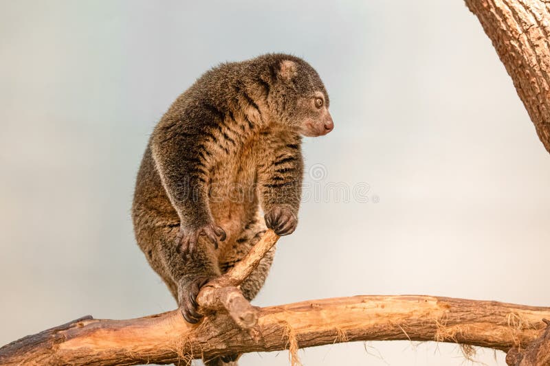 Cute Wild Bear Cuscus Aulirops Ursinus Arboreal Stock Image - Image of ...