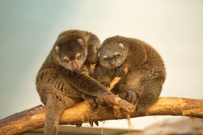 Cute Wild Bear Cuscus Aulirops Ursinus Arboreal Stock Image - Image of ...
