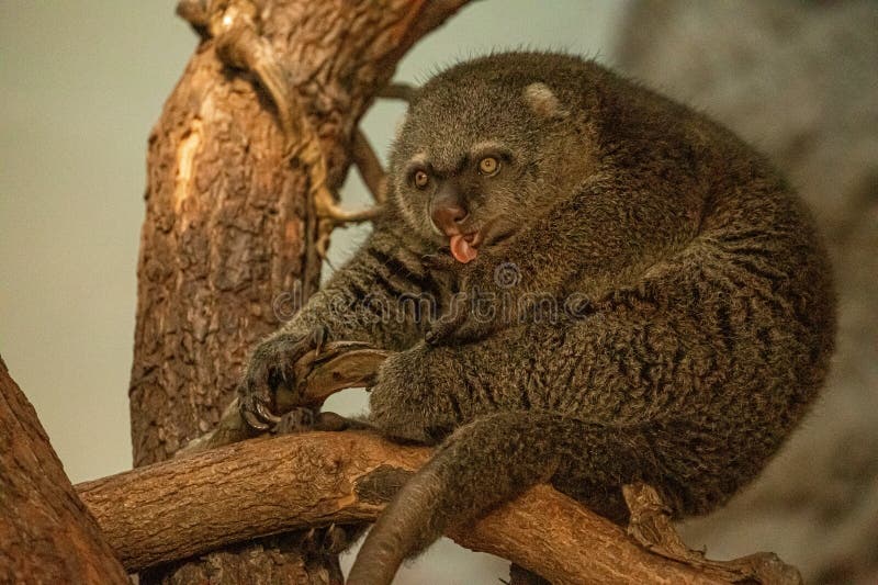 Cute Wild Bear Cuscus Aulirops Ursinus Arboreal Stock Photo - Image of ...