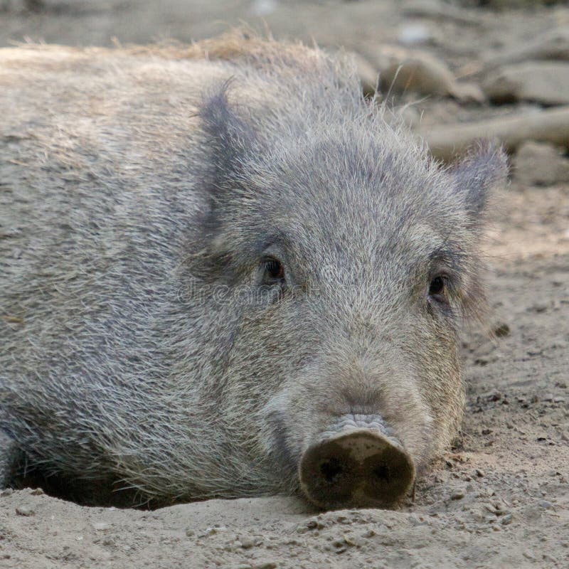 Cute Wild Boar in the mud stock photo. Image of animal - 43241442