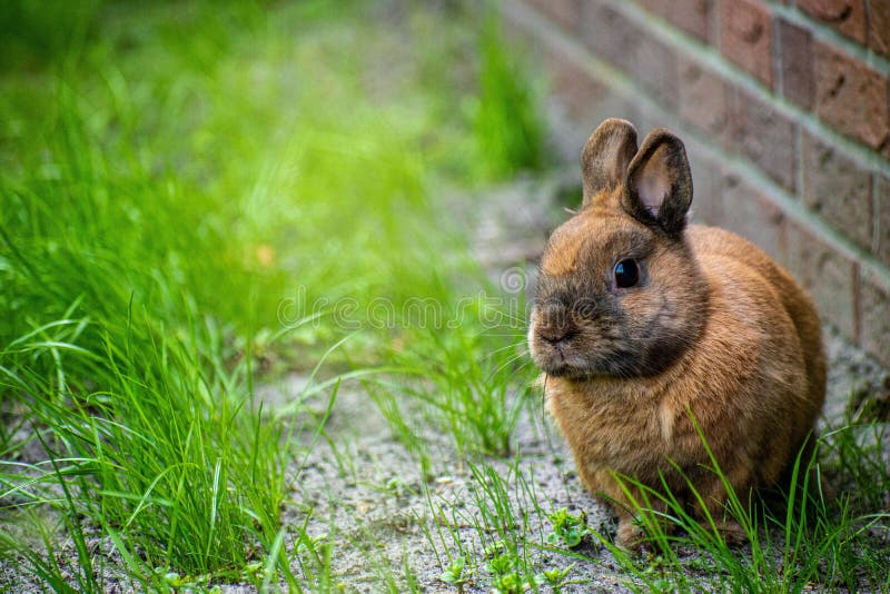 Cute Wild Brown Rabbit in the Yard, Close-up Stock Photo - Image of ...