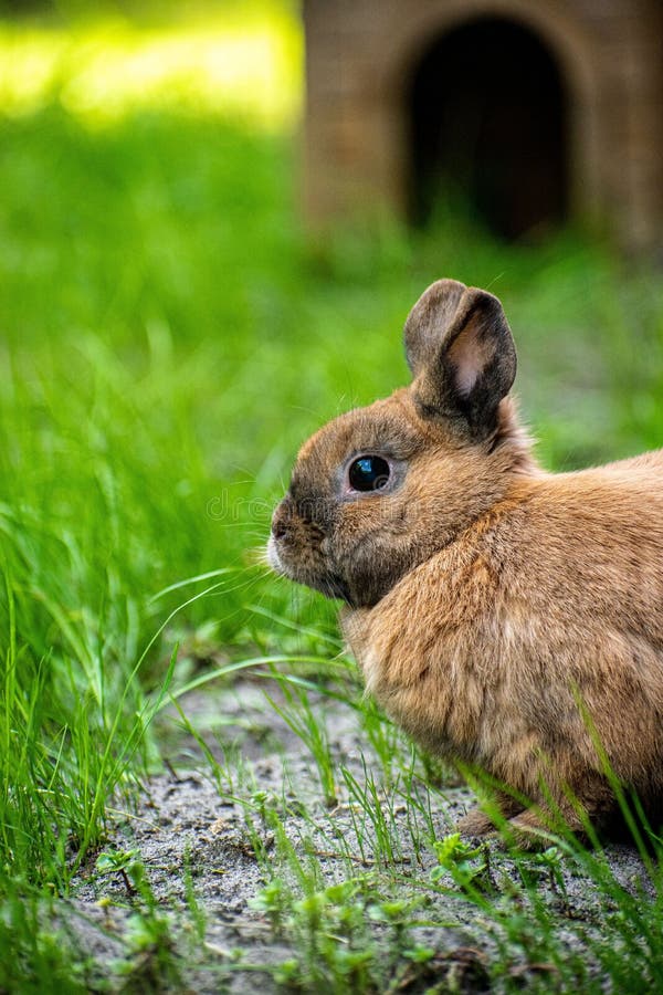 Cute Wild Brown Rabbit in the Yard, Close-up, Vertical Stock Image ...