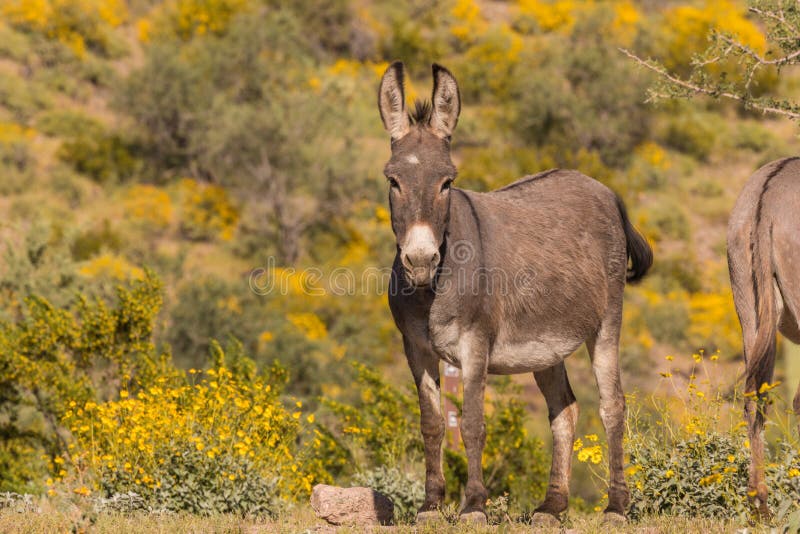 Laughing burro closeup stock image. Image of mammal, closeup - 91768477