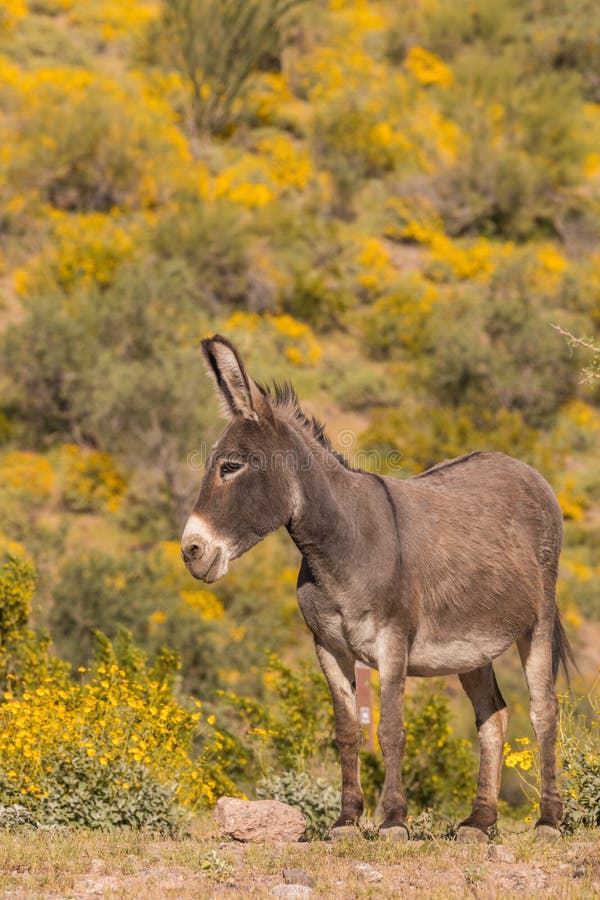Cute Wild Burro in Spring in Arizona Stock Photo - Image of spring ...