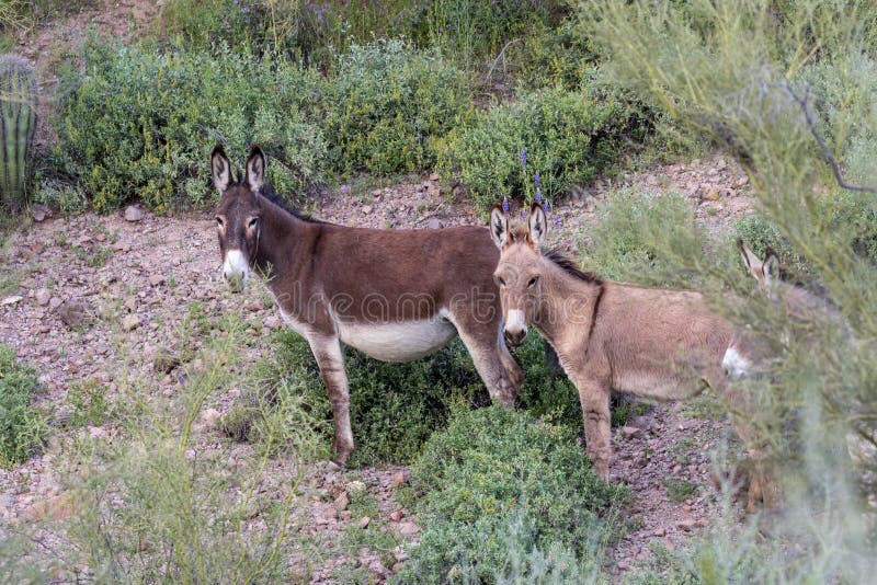 Wild Burros in the Arizona Desert Stock Image - Image of wild, nature ...