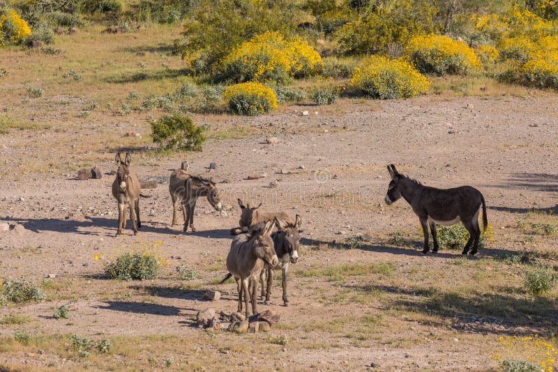 Cute Wild Burros in the Desert Stock Image - Image of equine, lake ...